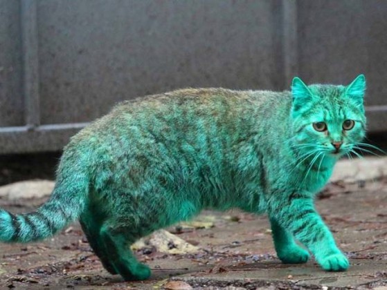 Los gatos verdes ¡existen!