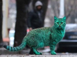 Los gatos verdes ¡existen!
