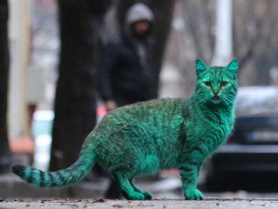 Los gatos verdes ¡existen!