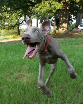 Los perros más ridículos