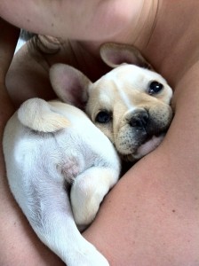 Animales con colitas muy graciosas