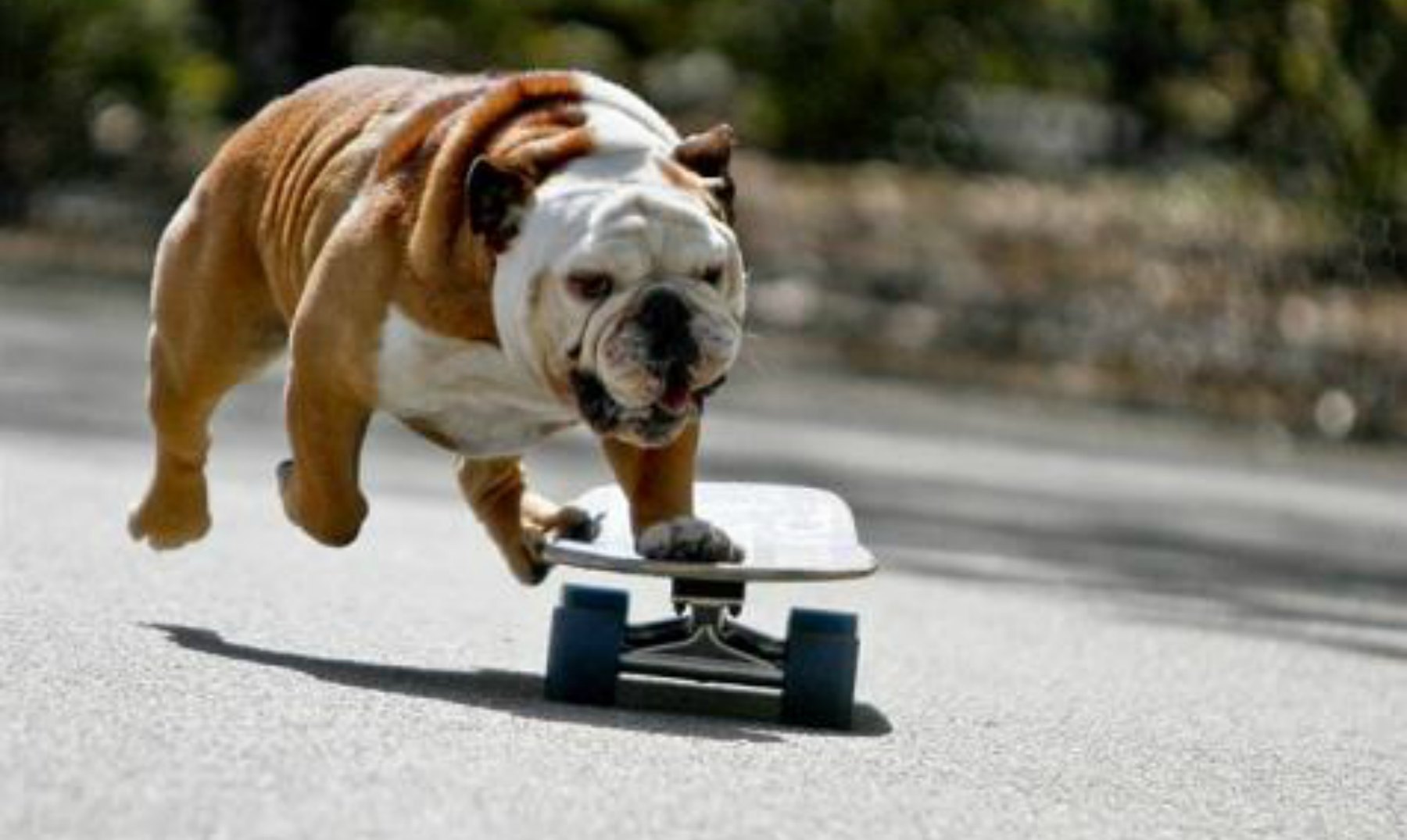 Perro ¡en skate! ALUCINANTE