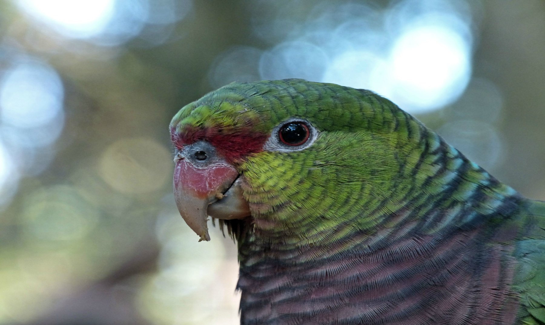 Un loro ¡qué imita sonidos! INCREÍBLE