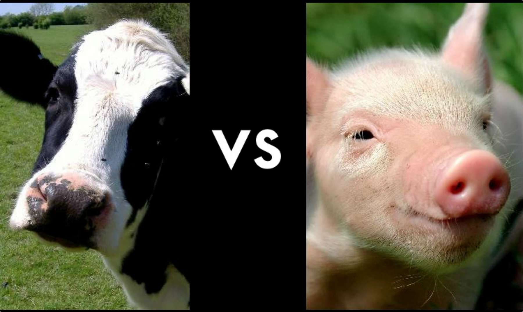 Una vaca y un cerdo ¡quieren mimos!