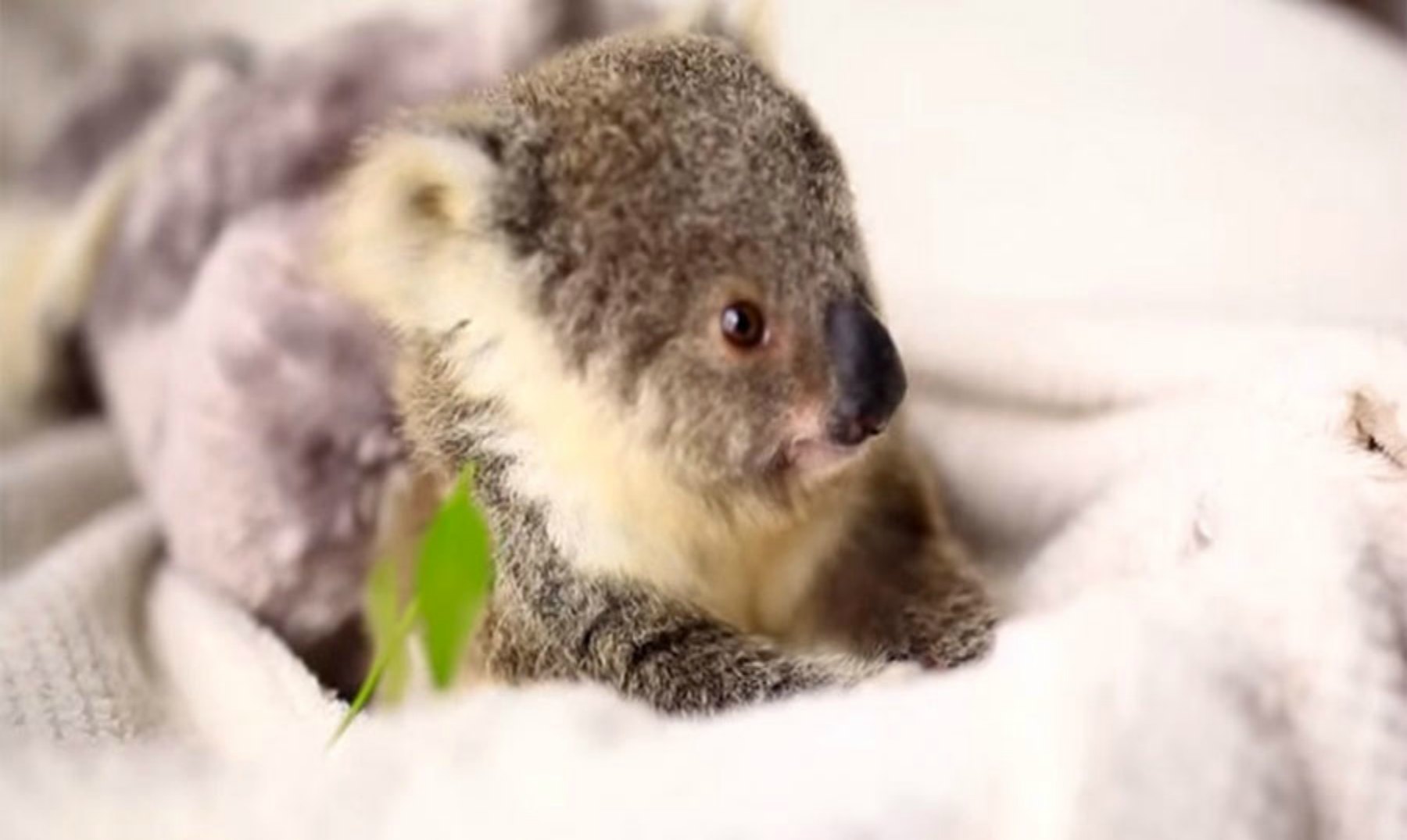 Un bebé koala ¡muy adorable!