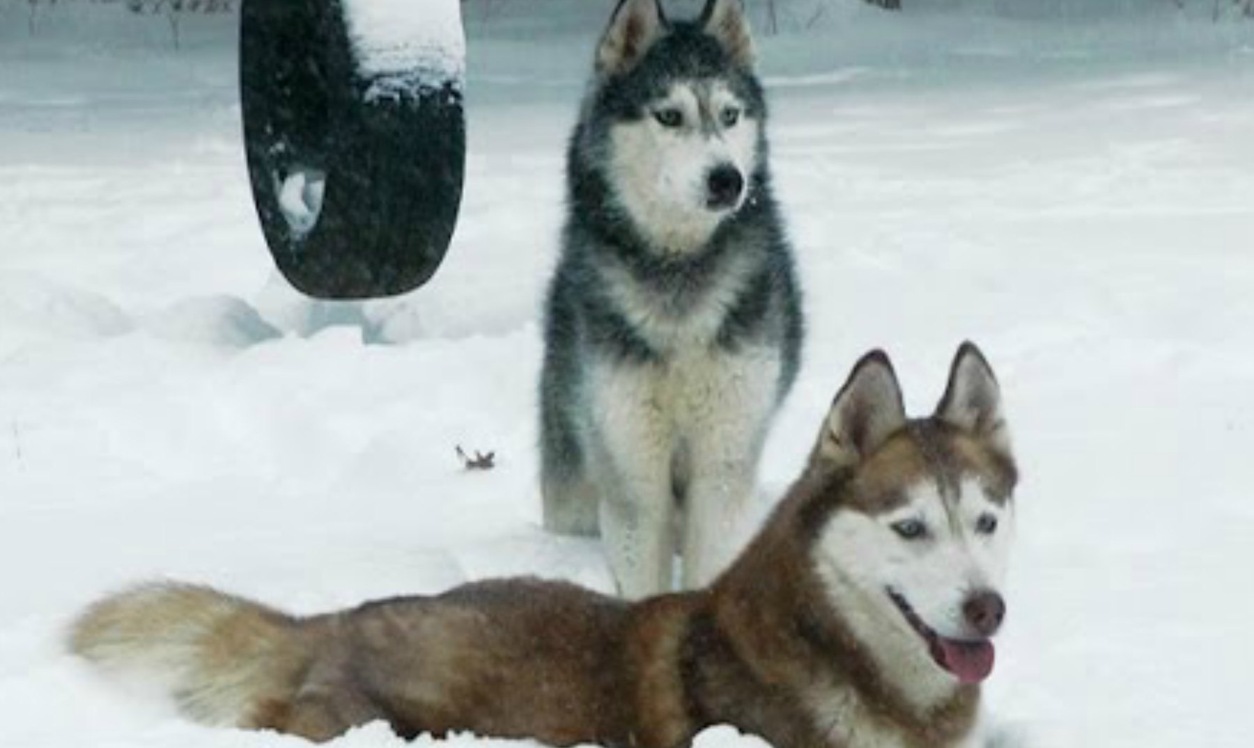 El momento más feliz de un husky siberiano