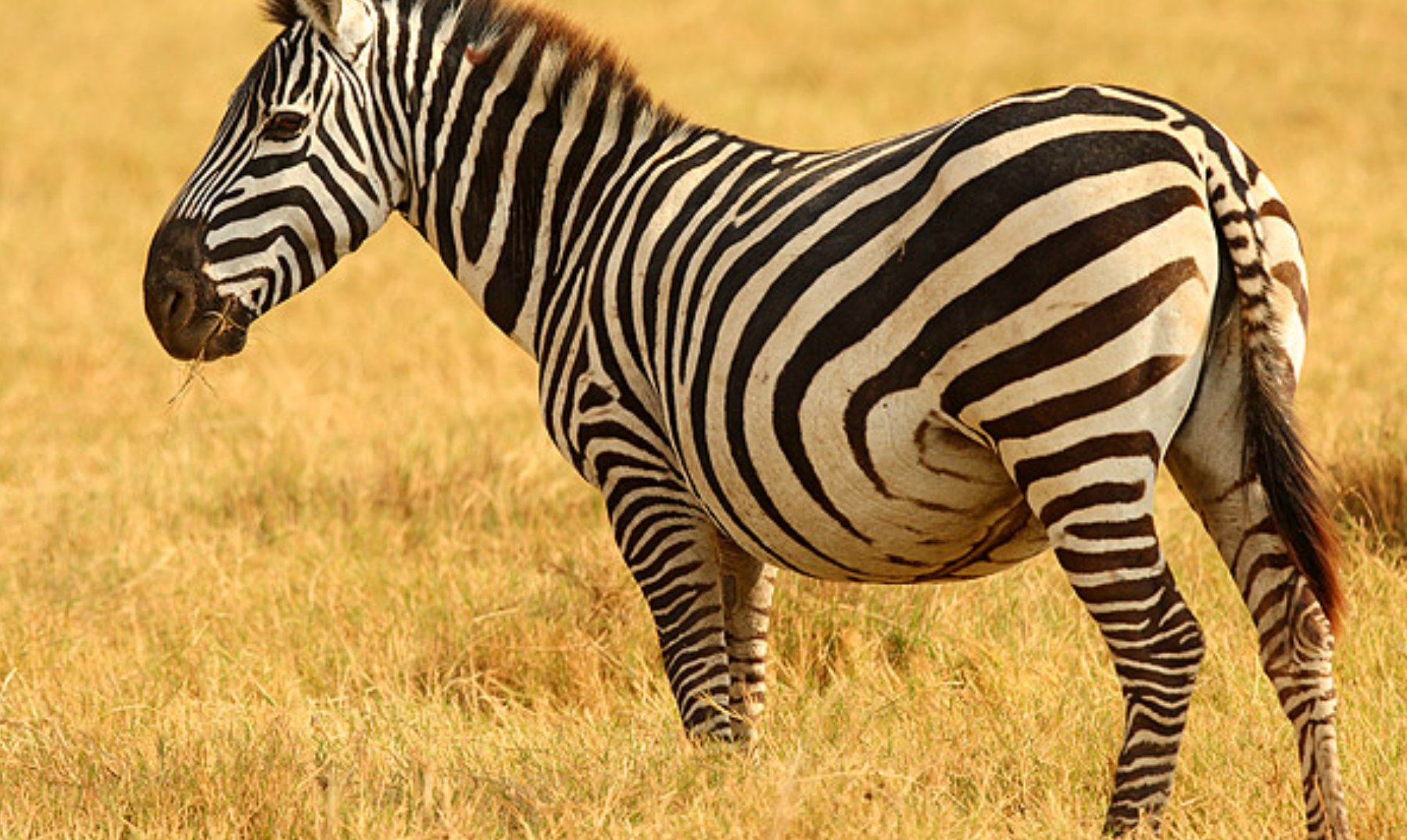 Una cebra ¡con hambre!