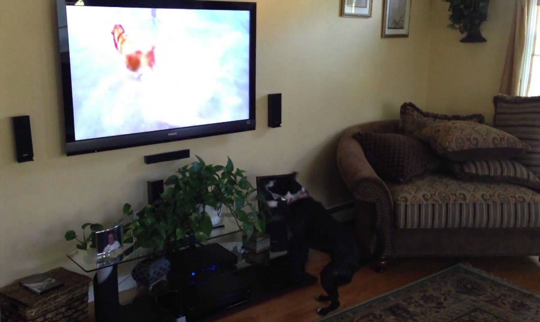 Un perro muy feliz viendo la televisión