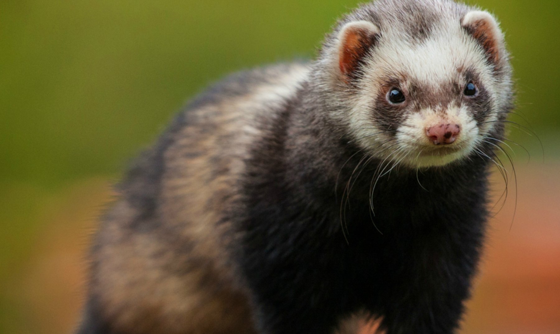 El hurón que te ayuda a ¡sacar la basura!