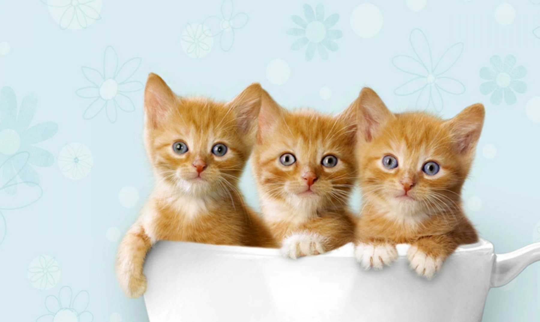 Los gatitos son el mejor público