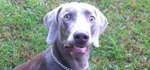 9 perros graciosos y muy chistosos | ¡No pararás de reír!