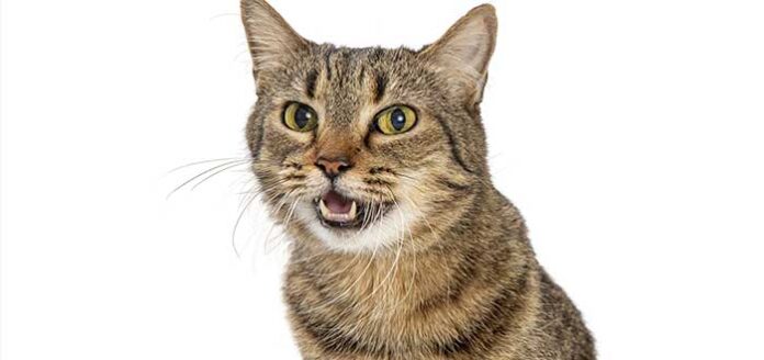 20 Chistes de Gatos | Para partirte de la risa con estos animales