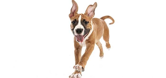 26 Chistes de perros | El mejor amigo del hombre