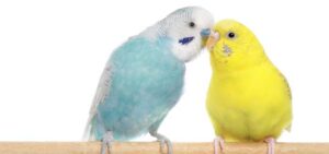 11 datos curiosos graciosos | La vida es una sola risa